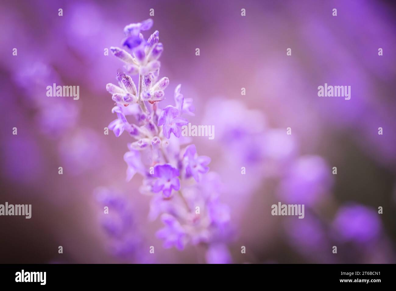 Purple lavenders on sunset hi-res stock photography and images - Alamy