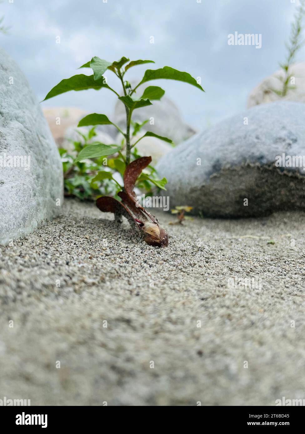 A vibrant green sapling sprouts from a sandy beach littered with large ...
