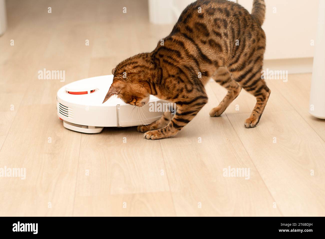 Vacuum cleaner funny hi-res stock photography and images - Alamy