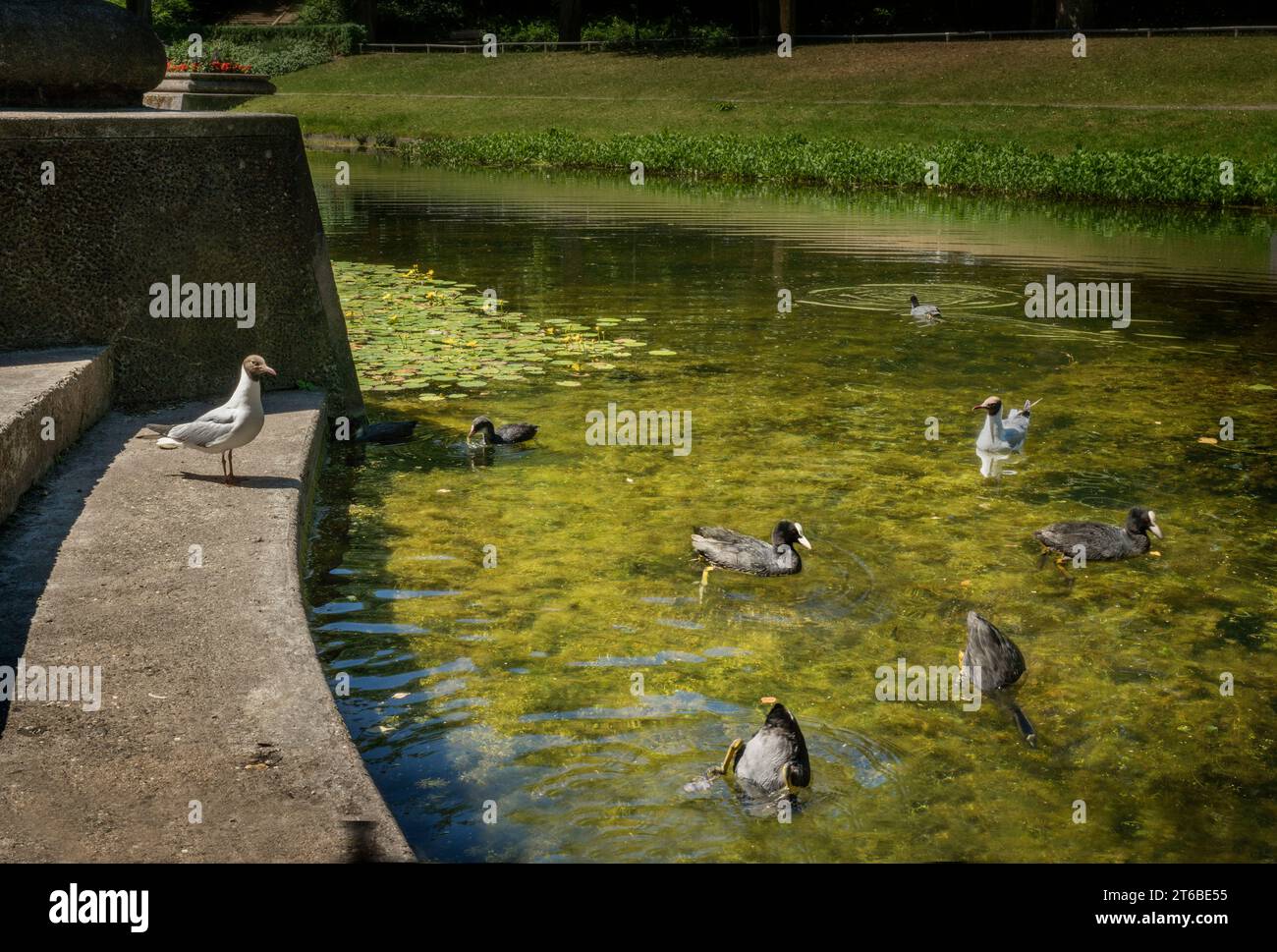 Ducks swim in the pond of the Noorderplantsoen in the city of Groningen ...