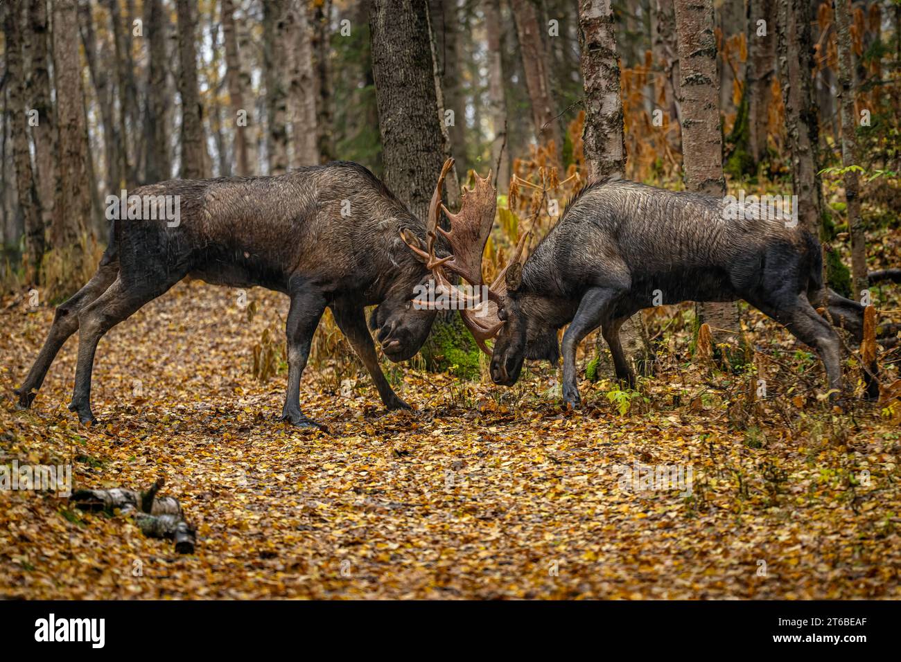 Moose rack hi-res stock photography and images - Alamy