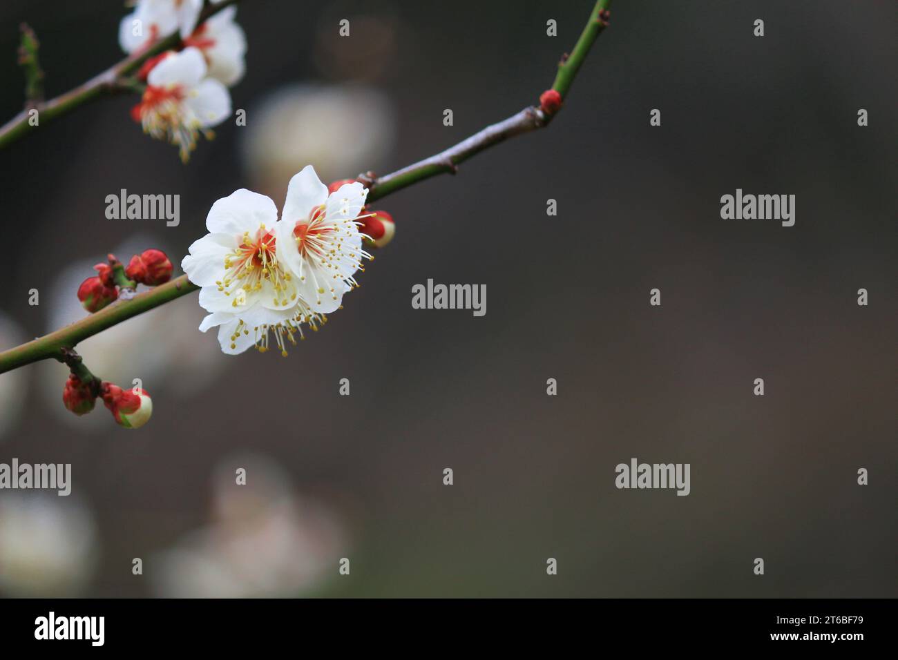 Beautiful Japanese scenery "Plum blossoms blooming in spring Stock ...