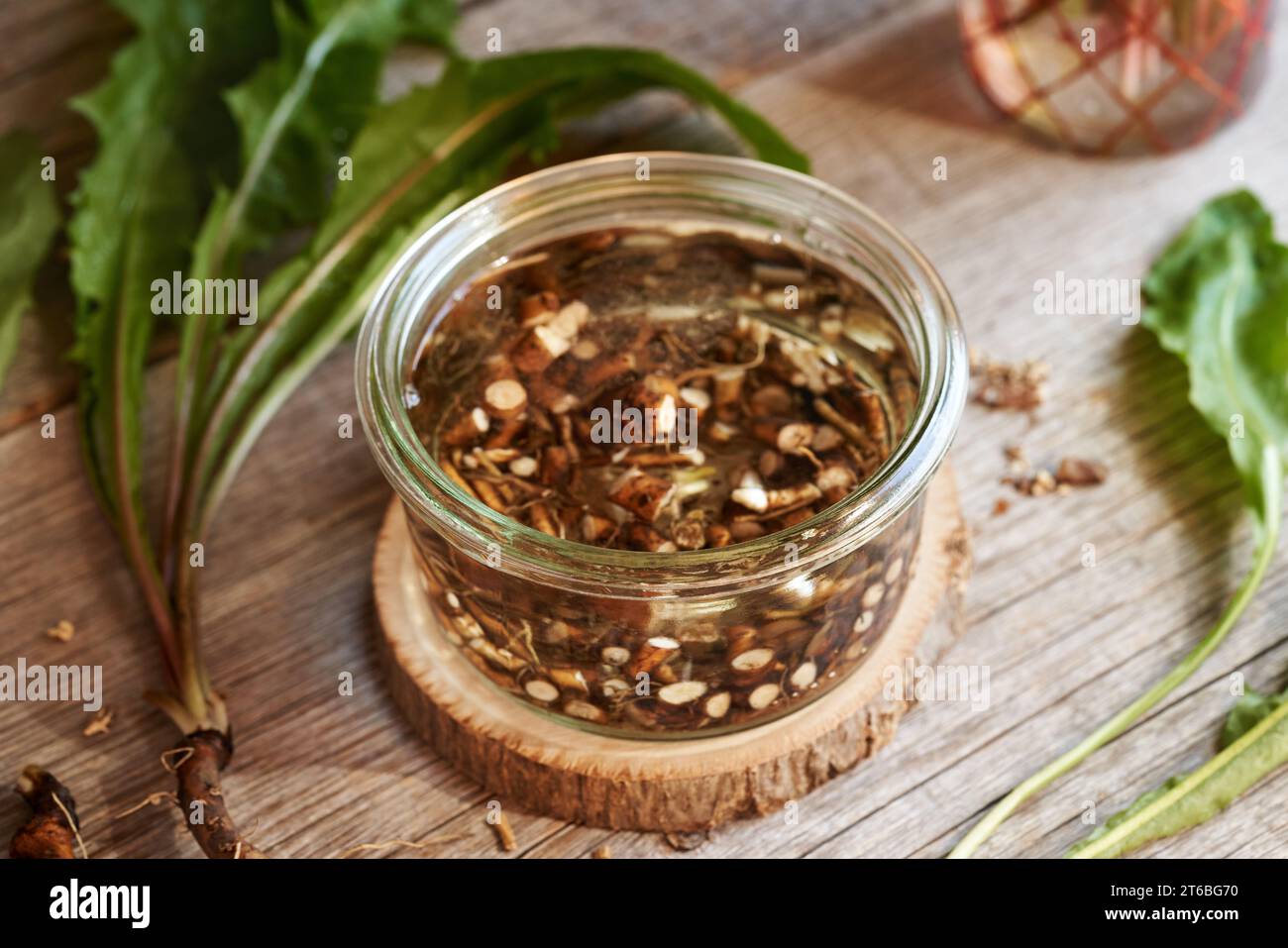 Preparation of herbal tincture from chopped fresh dandelion root and ...
