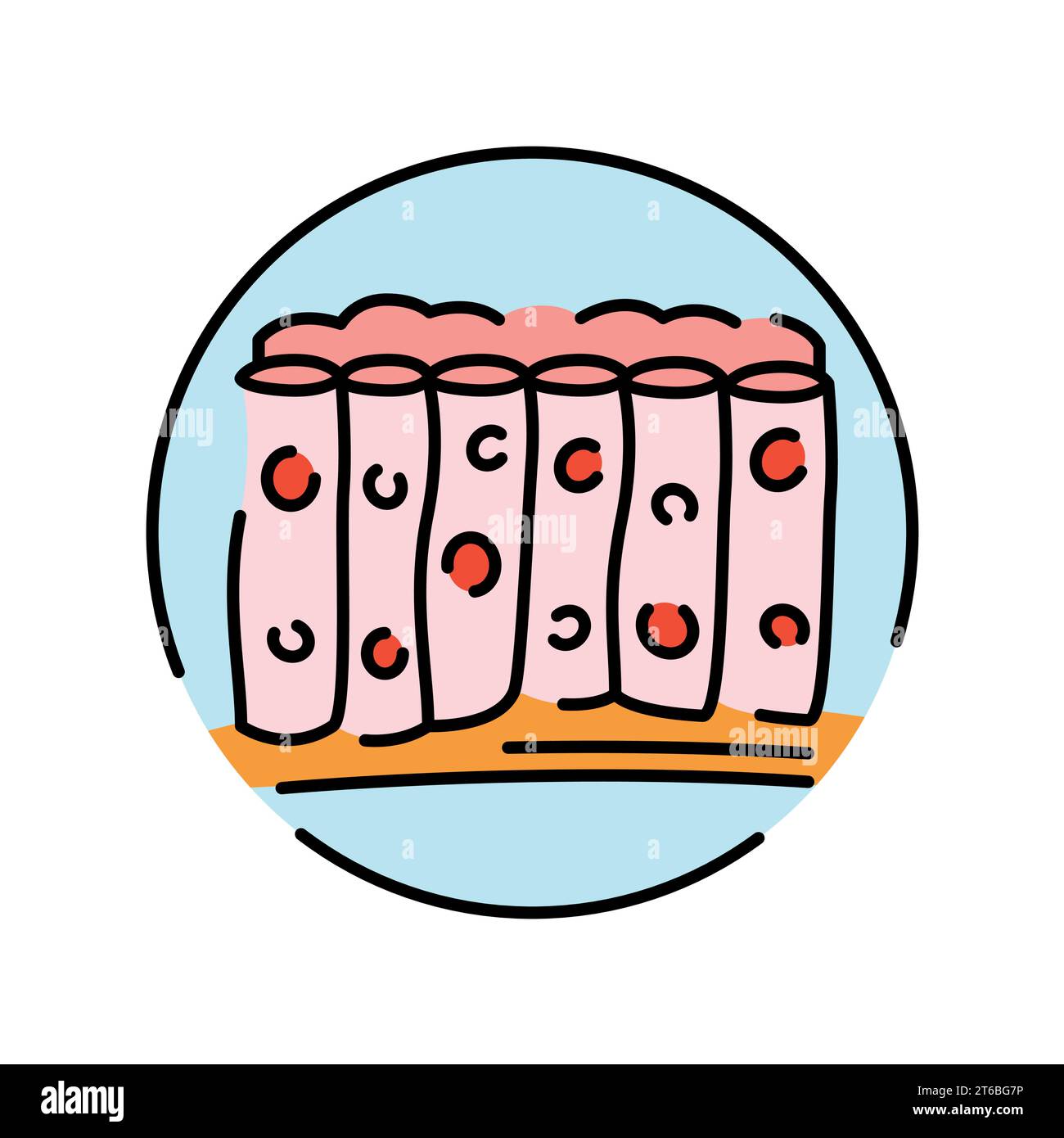 Human body tissue types hi-res stock photography and images - Alamy