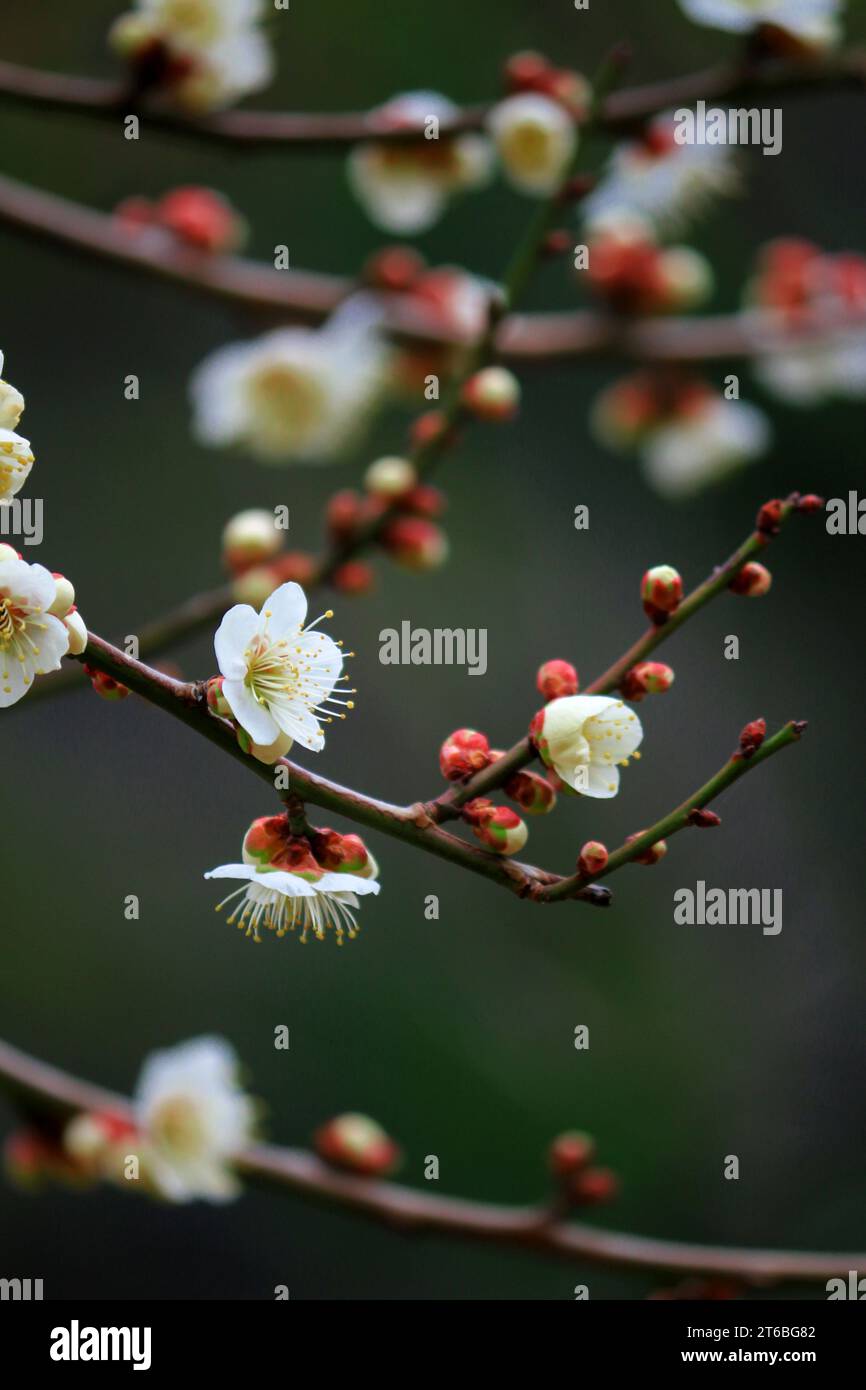 Beautiful Japanese scenery "Plum blossoms blooming in spring Stock ...