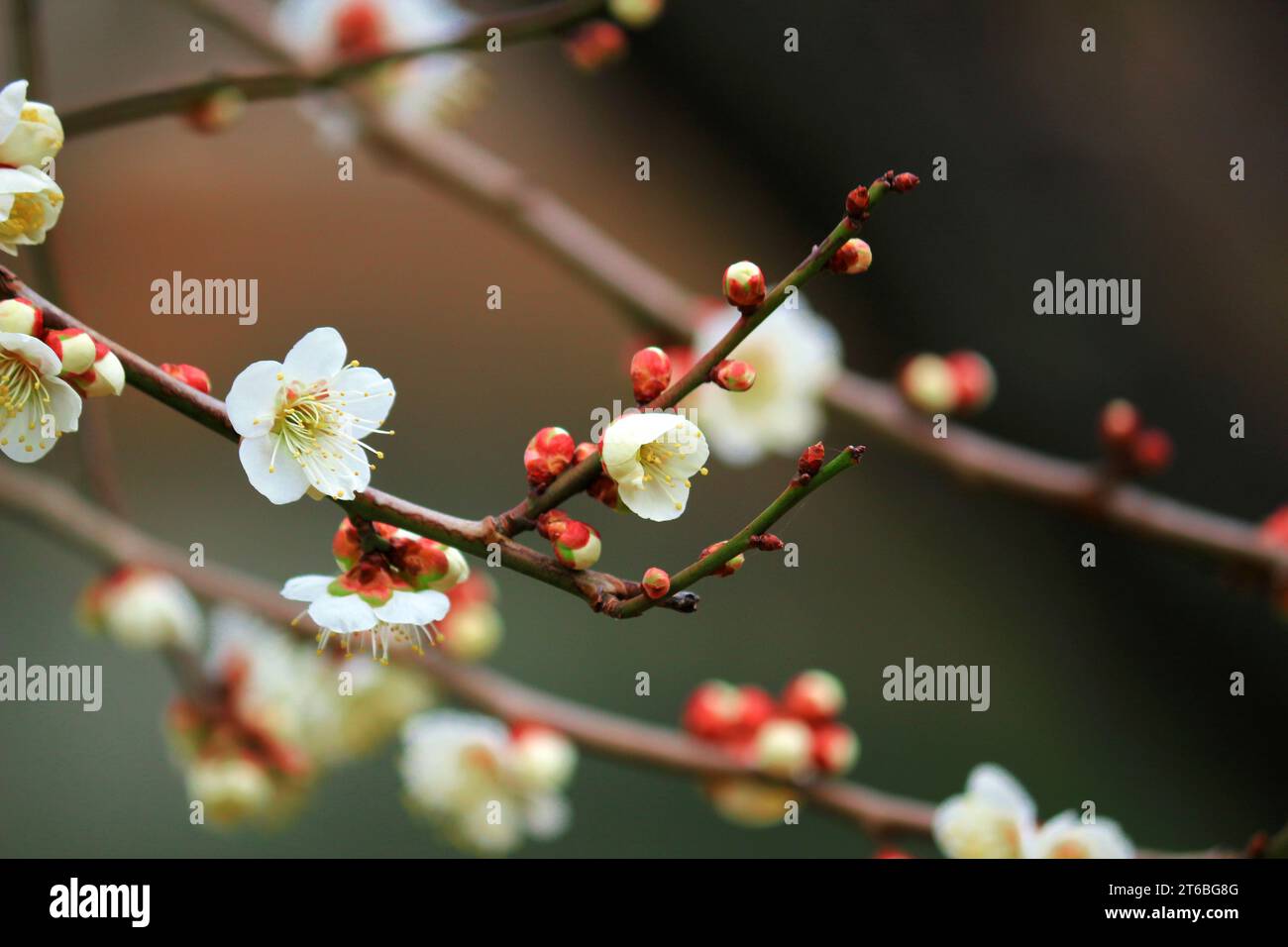 Beautiful Japanese scenery "Plum blossoms blooming in spring Stock ...