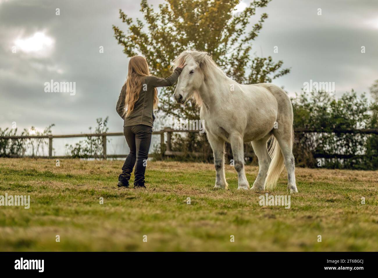 A young woman and her icelandic horse working and cuddle together ...
