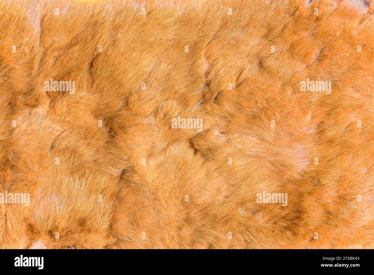 Close-up of a texture photograph illustrating the tactile feel of a red ...