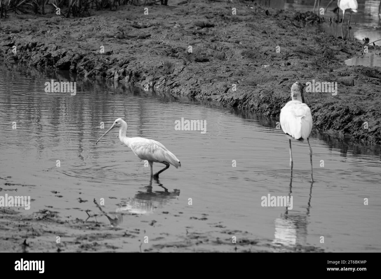 Muddy shells Black and White Stock Photos & Images - Alamy