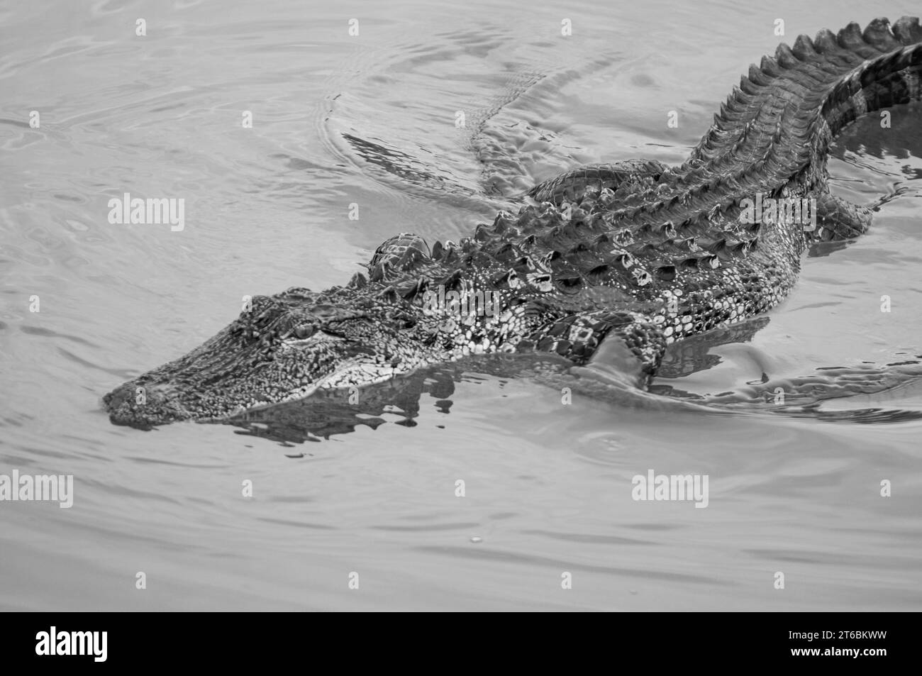 Core images Black and White Stock Photos & Images - Alamy