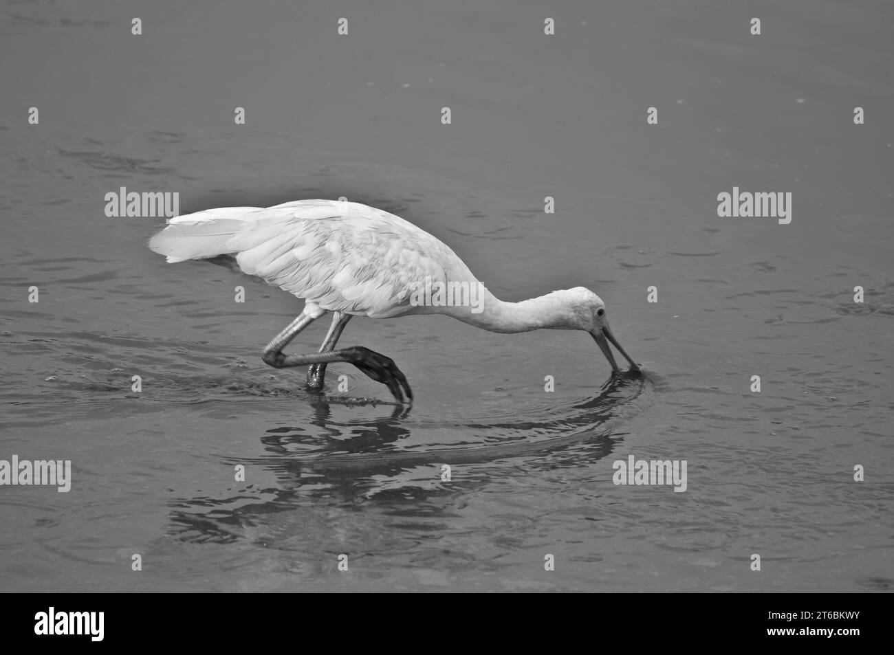 Bed details Black and White Stock Photos & Images - Alamy