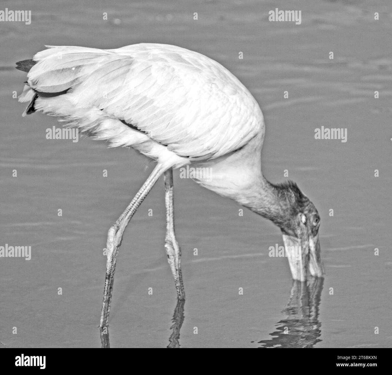 Beak details Black and White Stock Photos & Images - Alamy