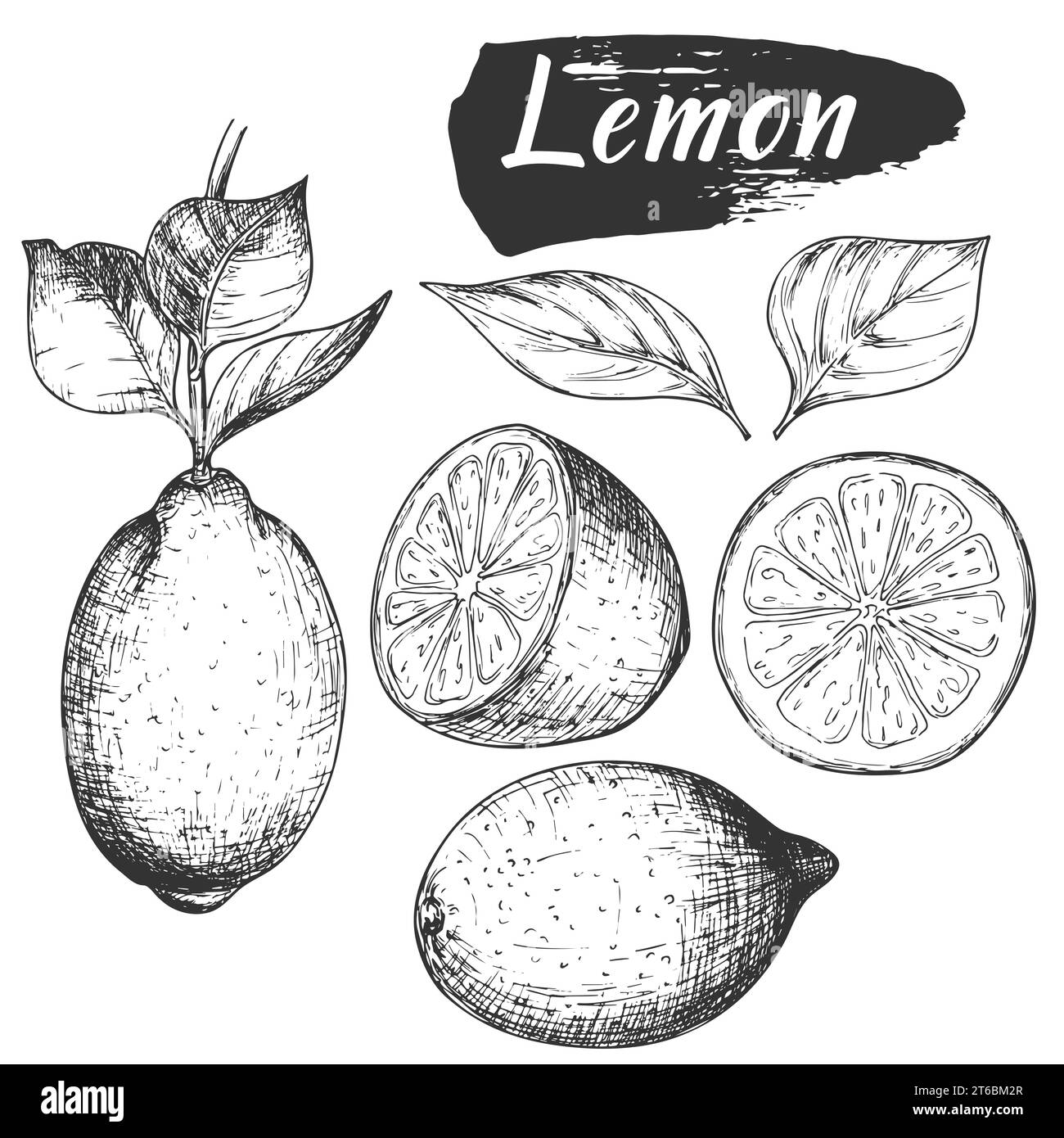 Sketch ink vintage lemon set illustration, draft silhouette drawing ...