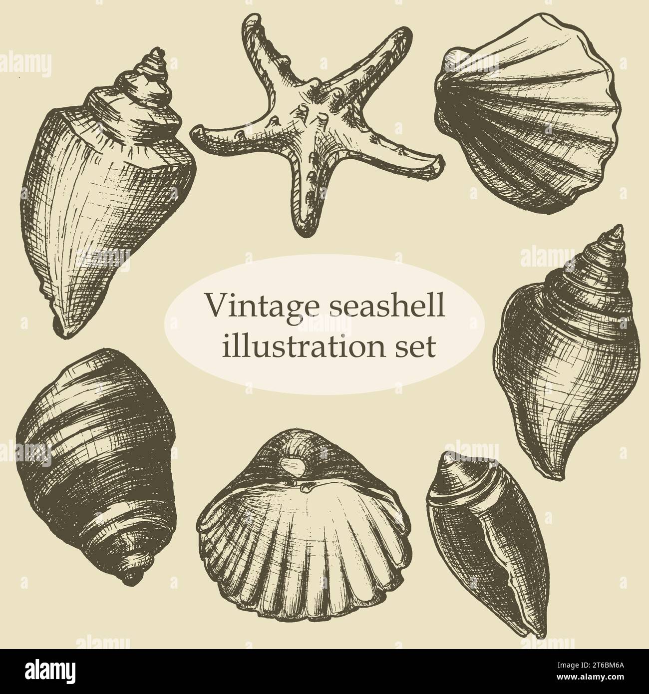 Vintage seashell illustration sketch draft set, isolated on sepia ...