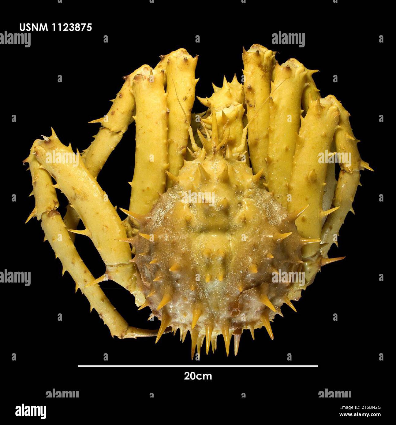 USNM Neolithodes diomedeae carapace Stock Photo - Alamy