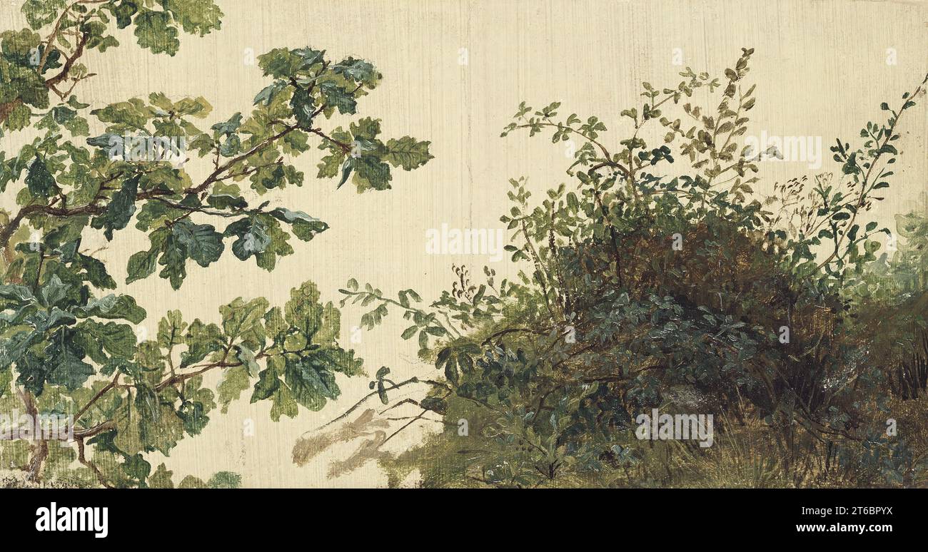 Study of Vegetation, mid-19th century Stock Photo - Alamy