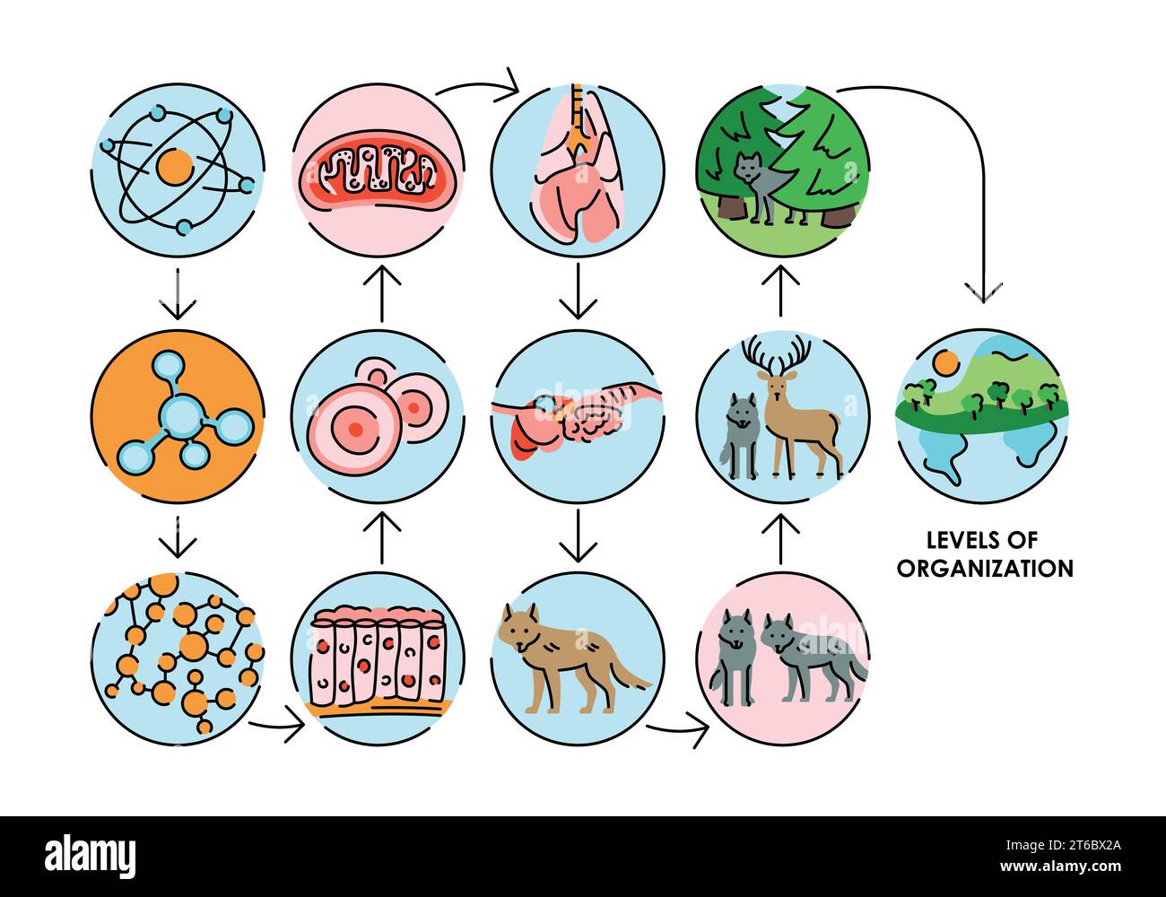 Cell division diagram Stock Vector Images - Alamy