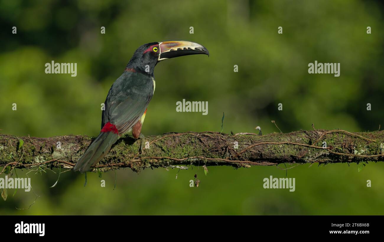 rear view of a collared aracari toucan perched on a tree branch Stock ...