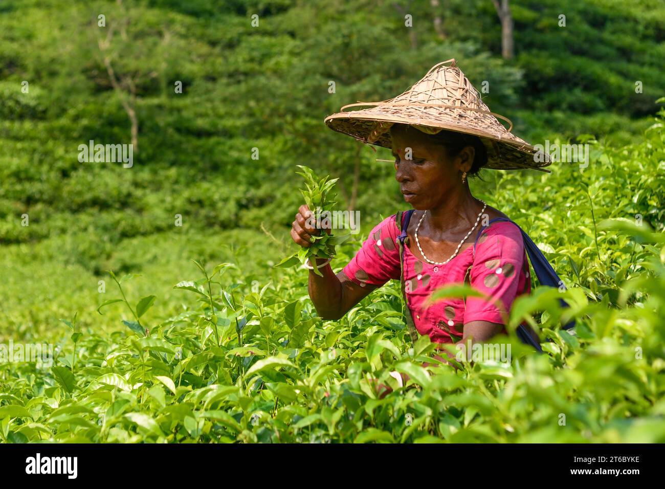 Female workers wait in a queue to deposit their collection with the tea ...