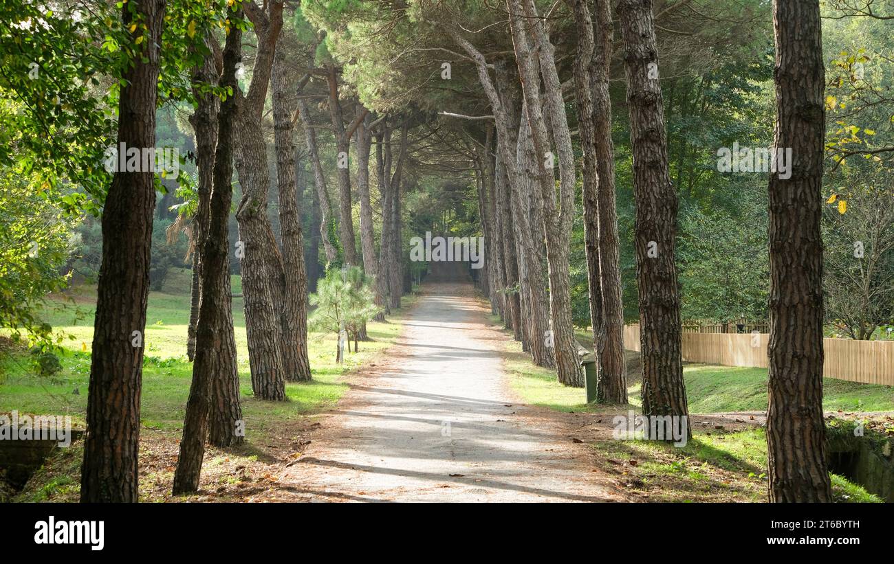 Autumn background with brown leaves on the way and lots of trees ...