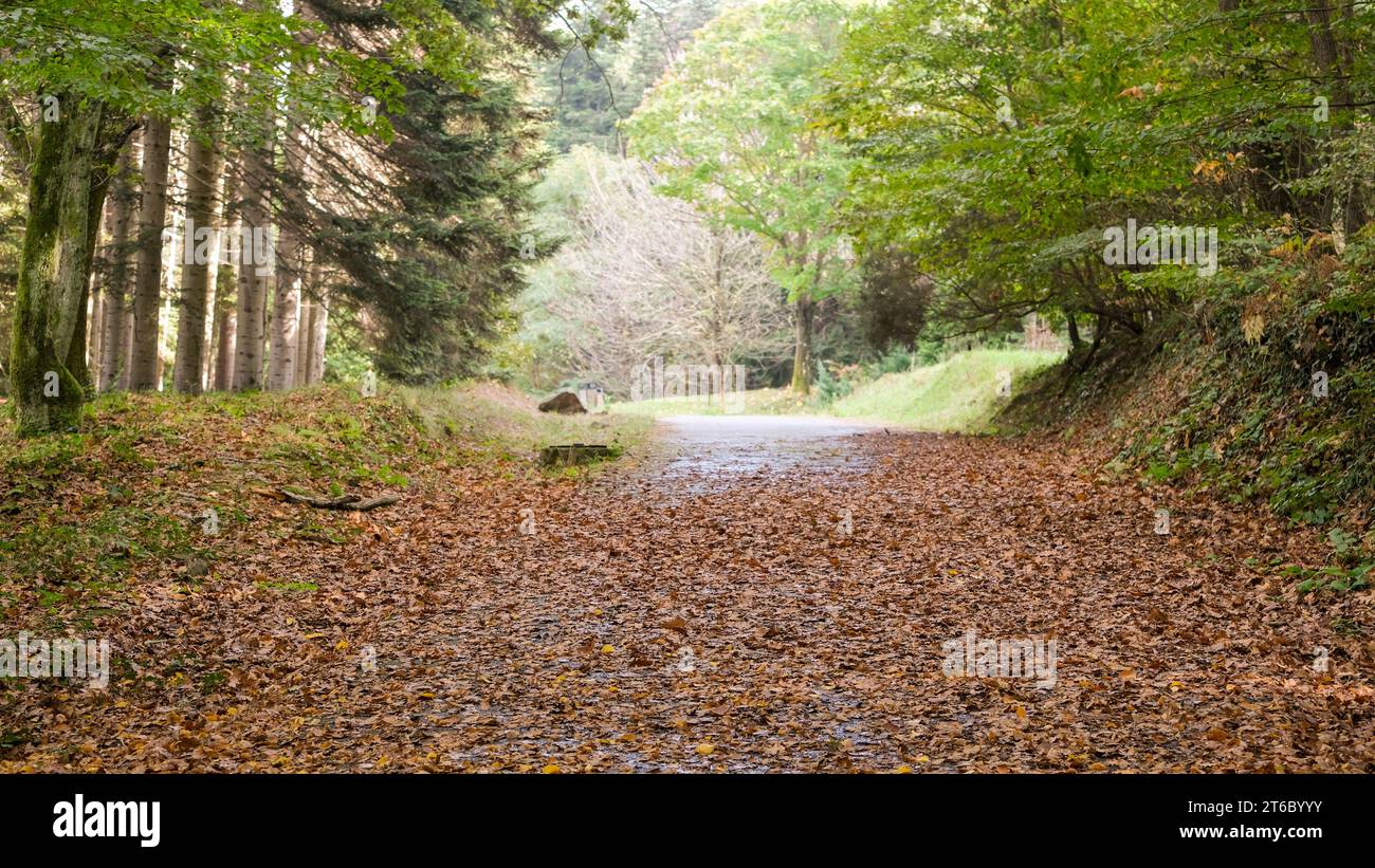 Autumn background with brown leaves on the way and lots of trees ...