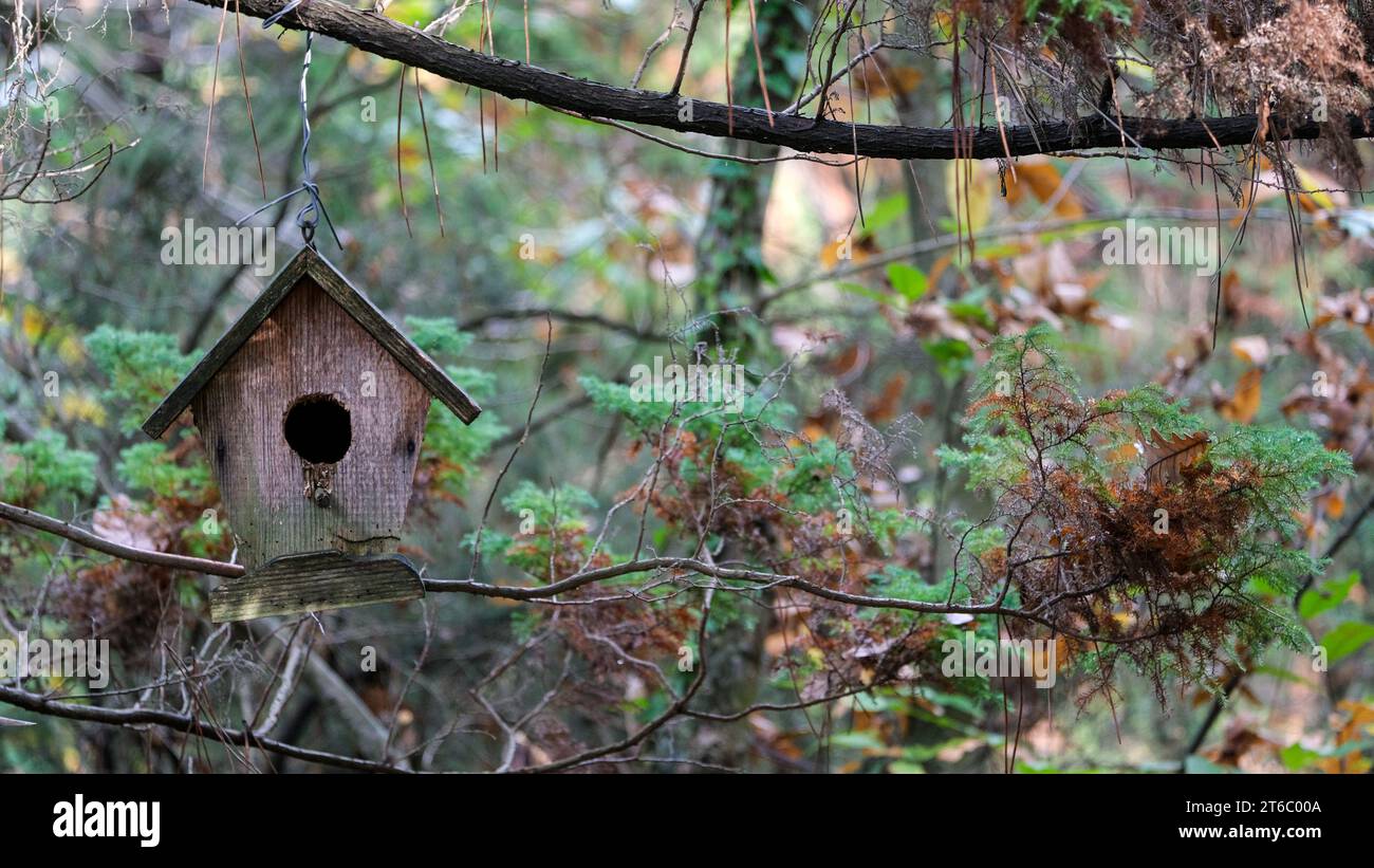 Wood bird house bird nest hanging on a tree with nature tree forest ...