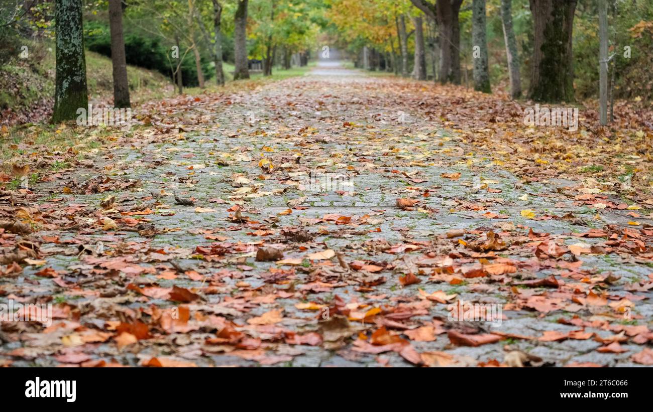 Ground level knee level autumn background with brown yellow orange ...