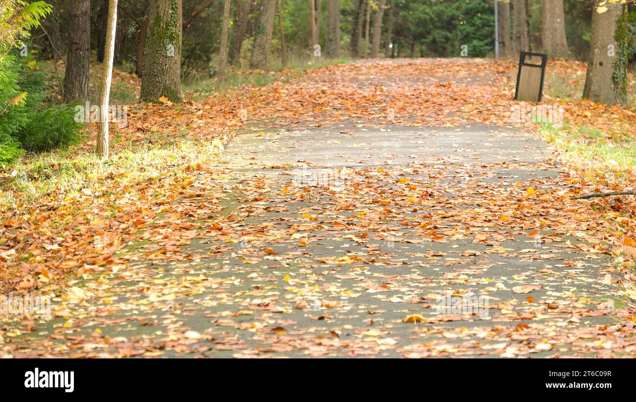 Autumn background with brown leaves on the way and lots of trees ...