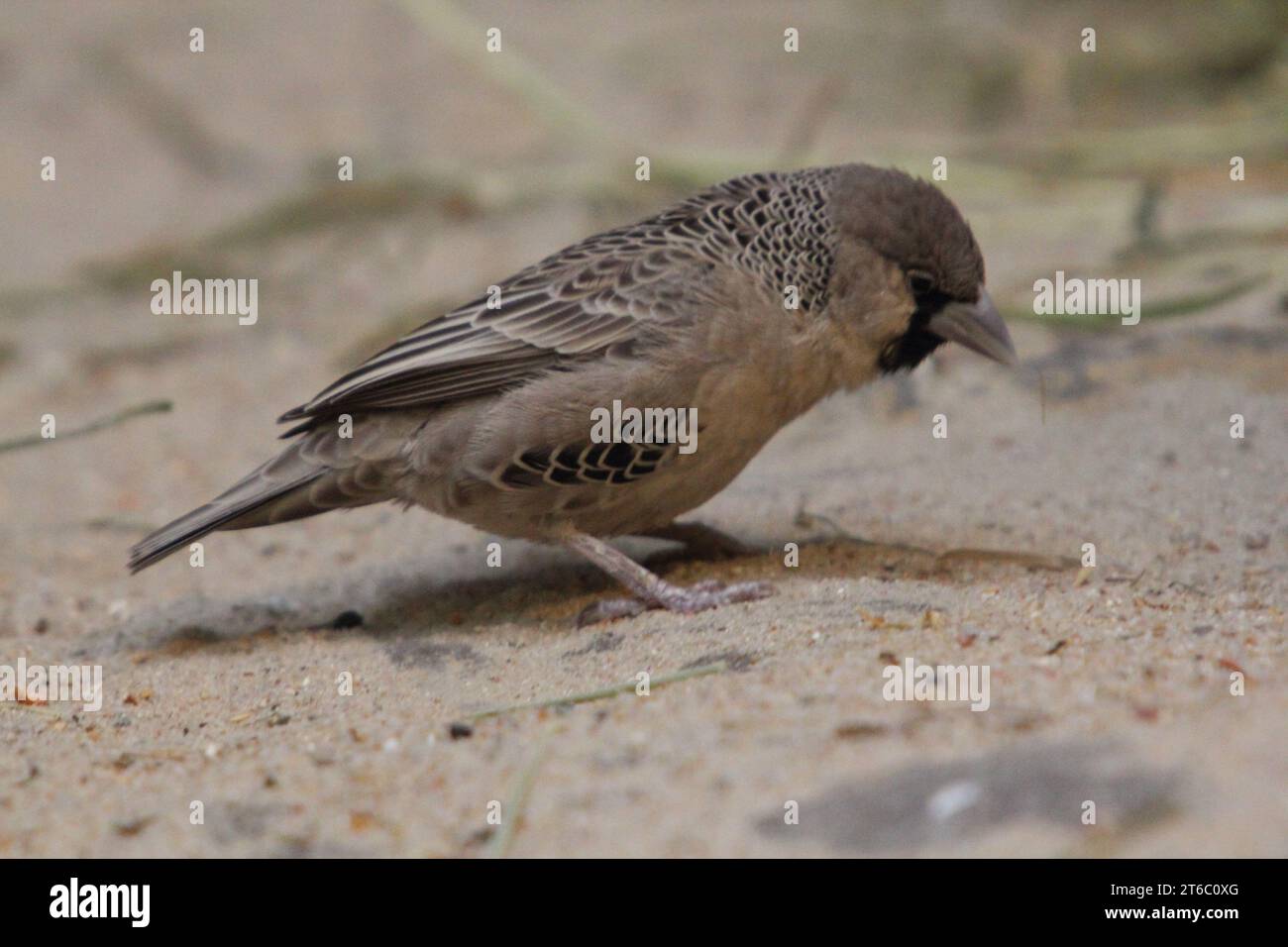 Webervogel hi-res stock photography and images - Alamy