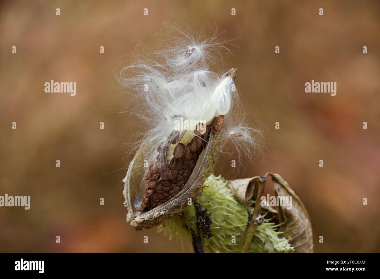 Milkweed seed pod hi-res stock photography and images - Alamy