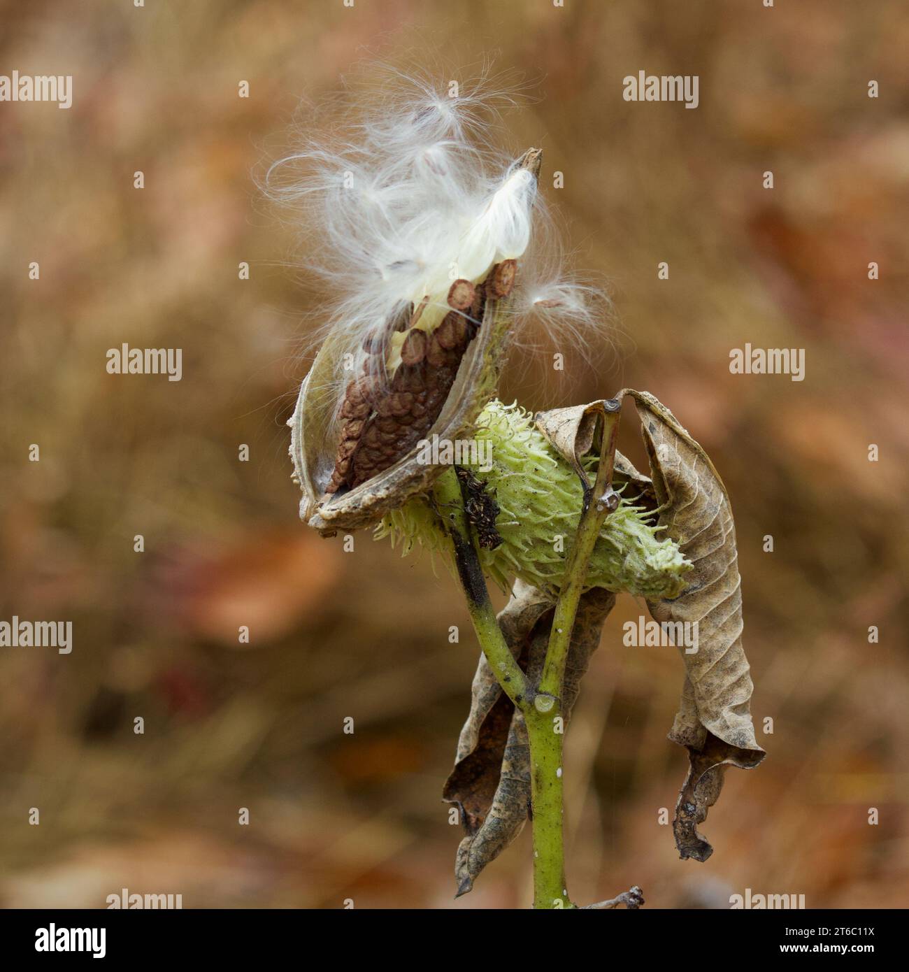 Milkweed seed pod hi-res stock photography and images - Alamy