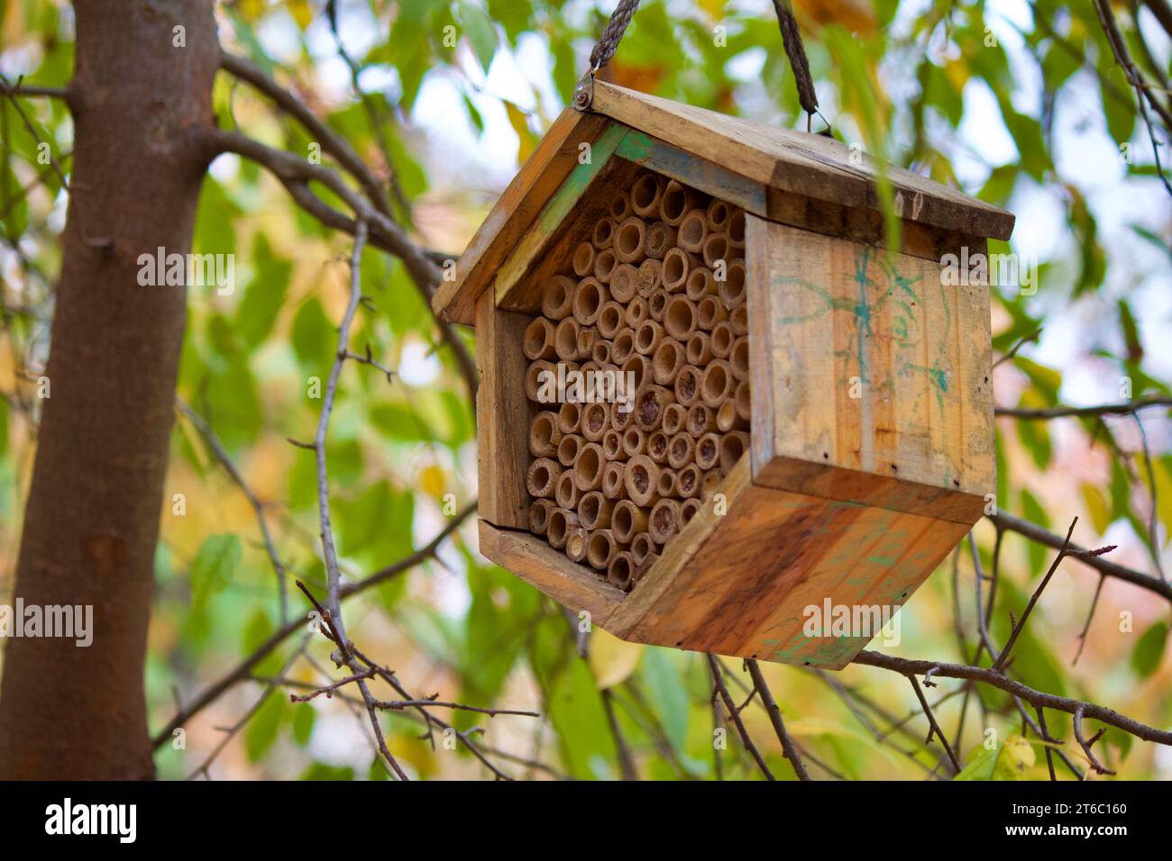 A wooden bug house with nesting tubes hangs from a tree branch Stock ...