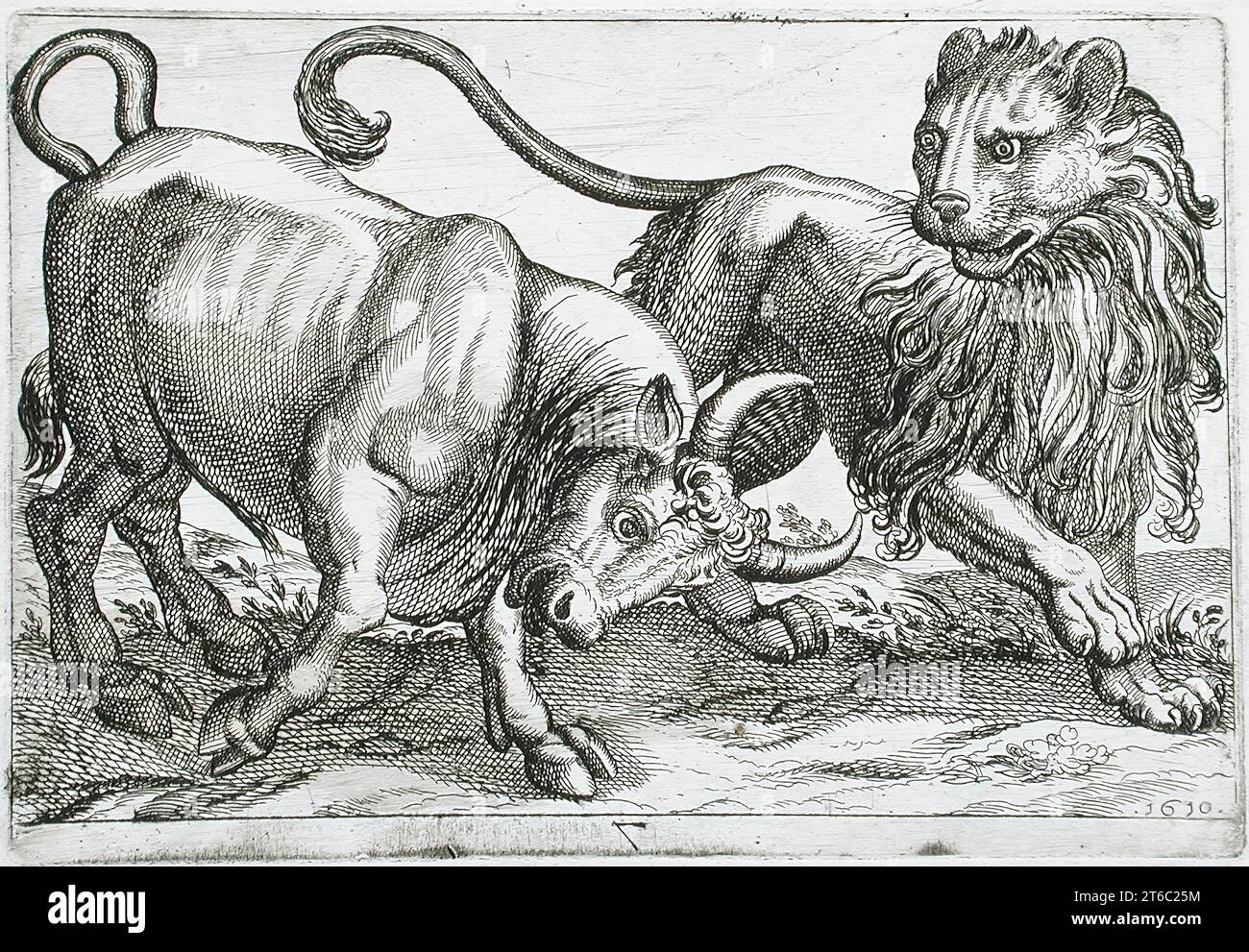 A Bull Attacking a Lion, 1610. From Battling Animals, pl. 7 Stock Photo ...