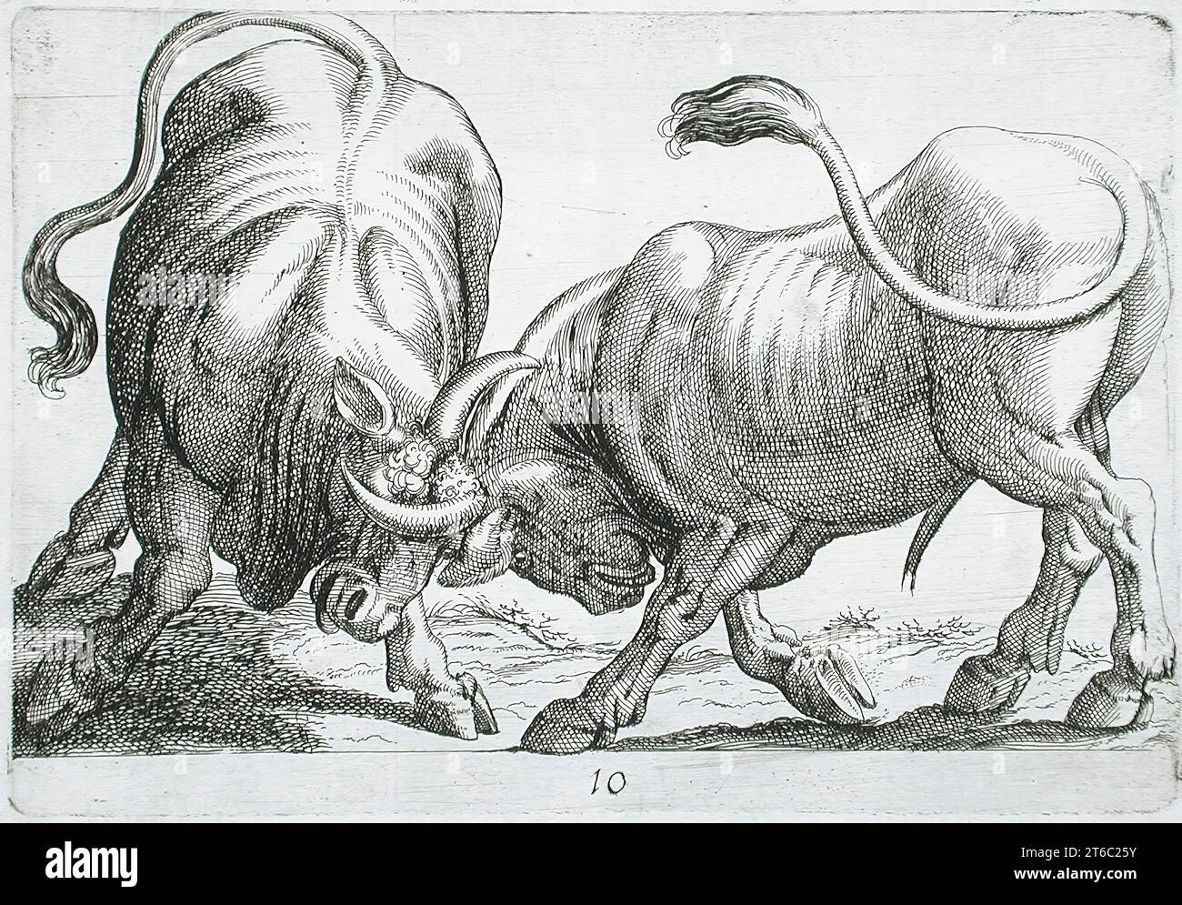 Two Bulls Fighting, 1610. From Battling Animals, pl. 10 Stock Photo - Alamy