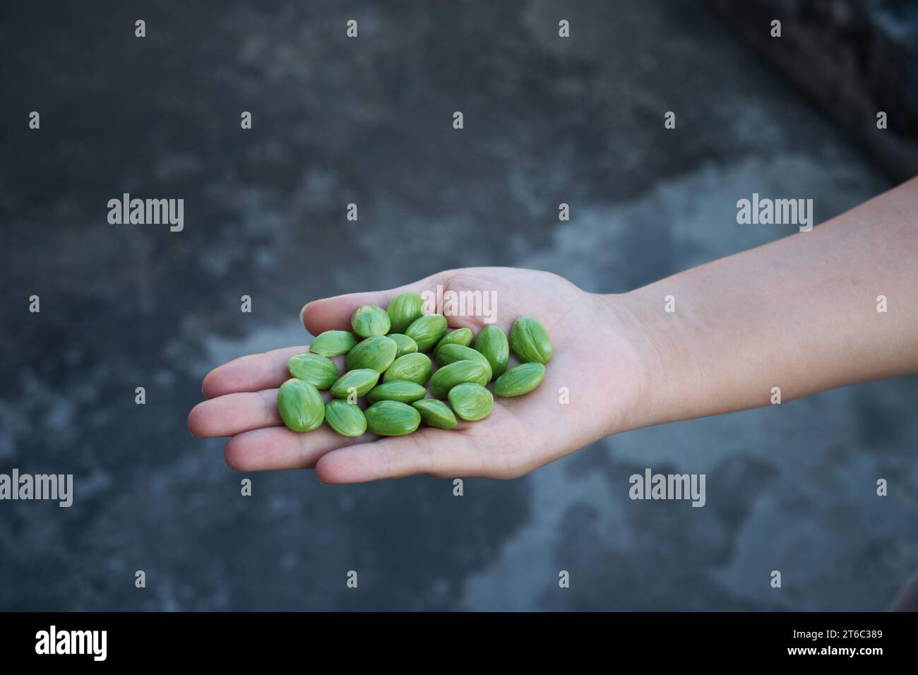 Parkia Speciosa, bitter bean, stink bean, or Petai (pete) in Indonesian ...