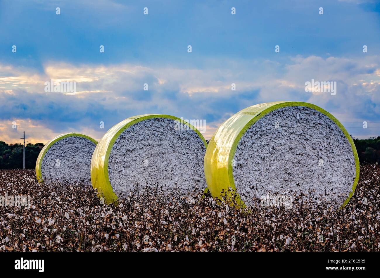 Cotton production southern states hi-res stock photography and images ...