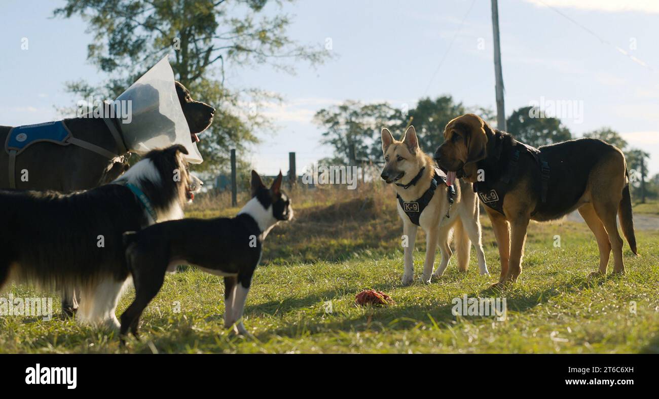 STRAYS, left, from top: Hunter (voice: Randall Park), Maggie (voice ...
