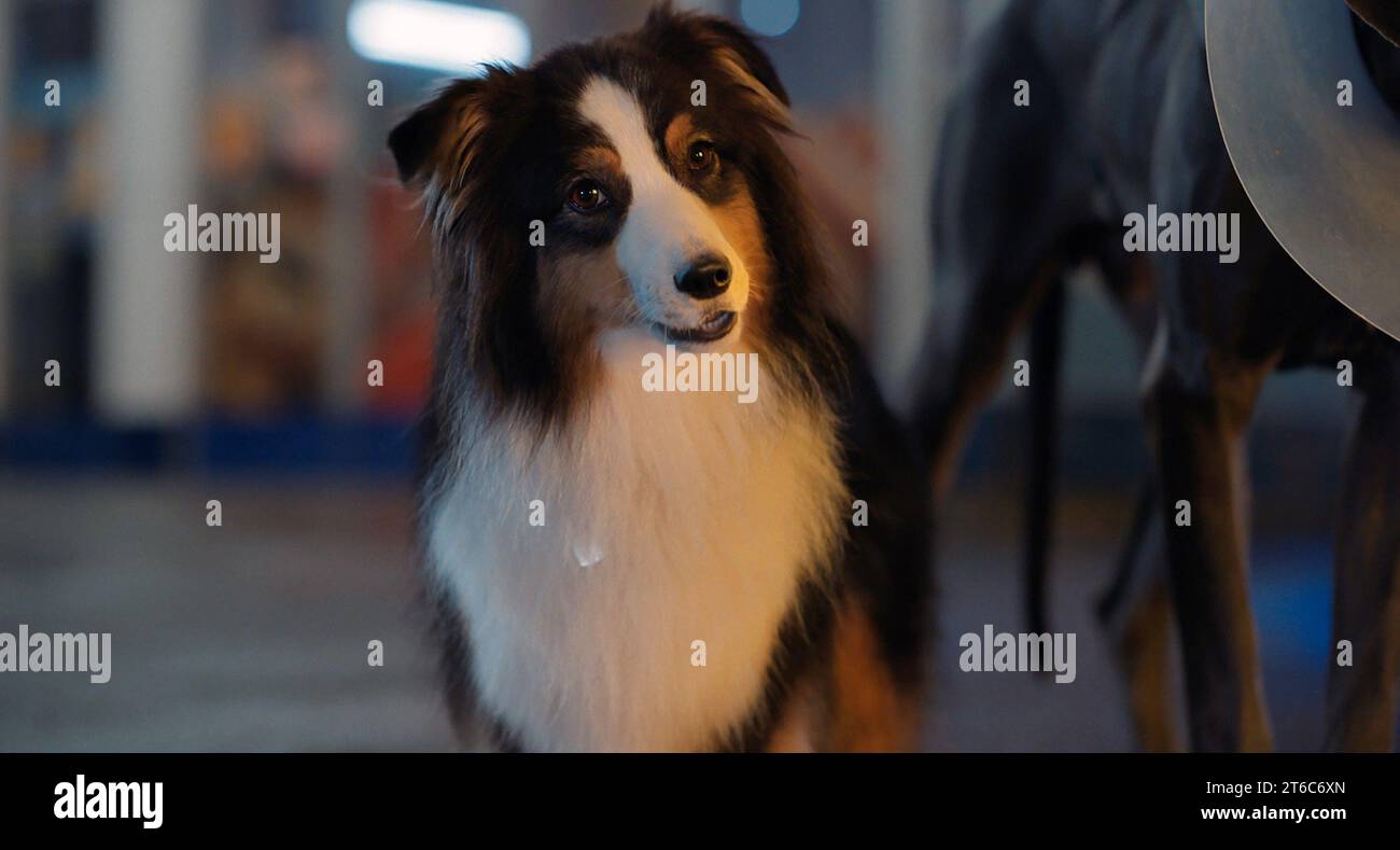 STRAYS, Maggie (voice: Isla Fisher), 2023. © Universal Pictures ...