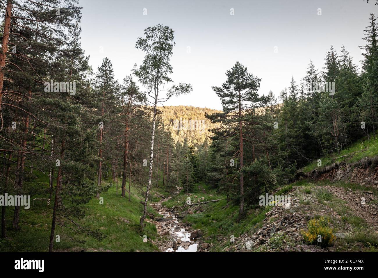 Picture of a typical pine forest in the Balkans, in a deep wood, in a ...