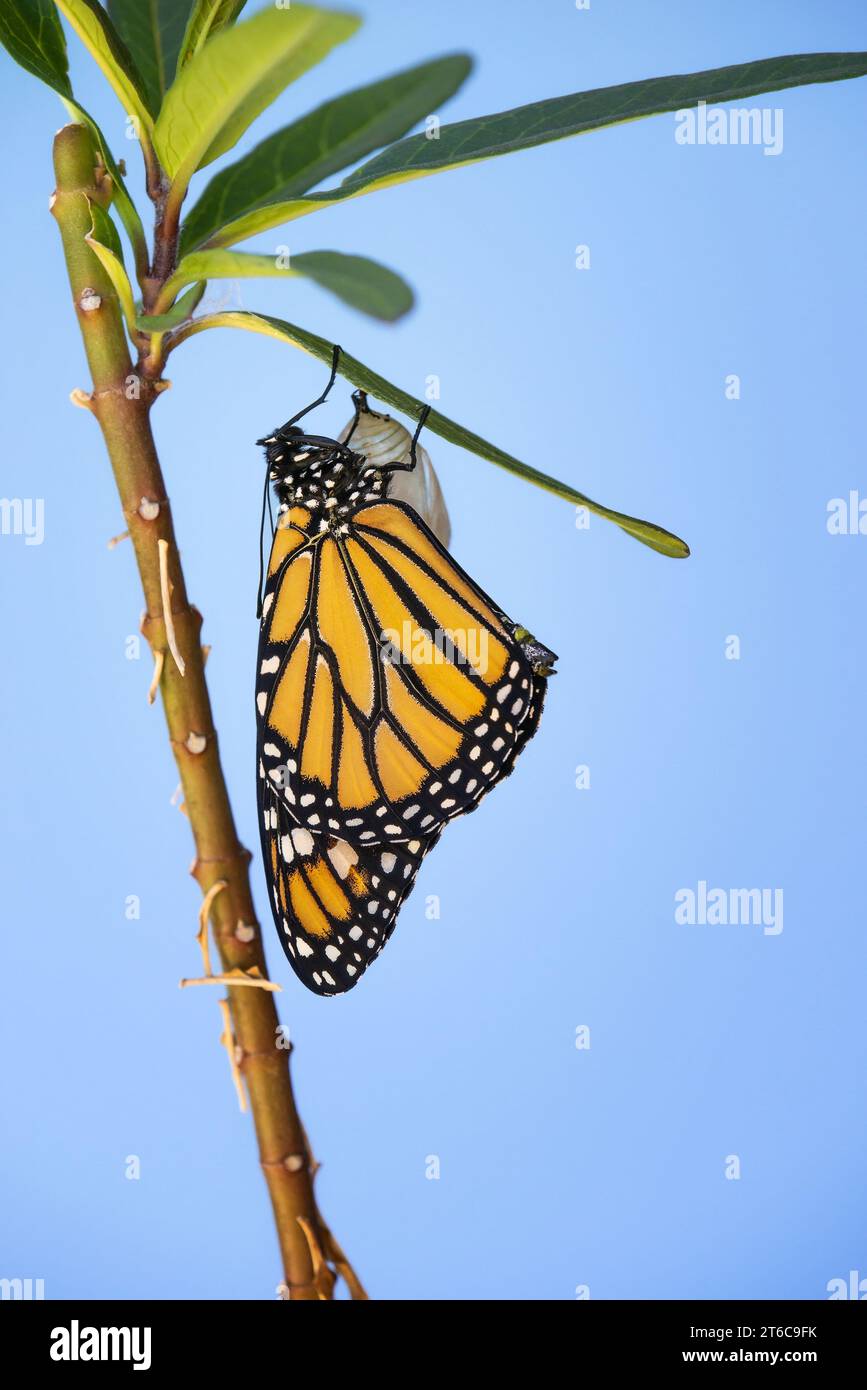 Newly emerged Monarch butterfly (danaus plexippus) hanging and drying ...