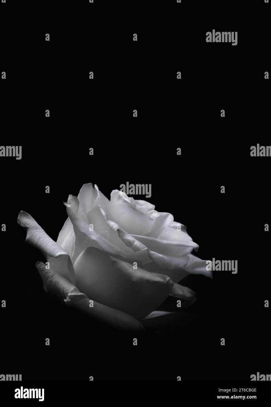 Macro photography of a white rose with a black background, minimalism ...