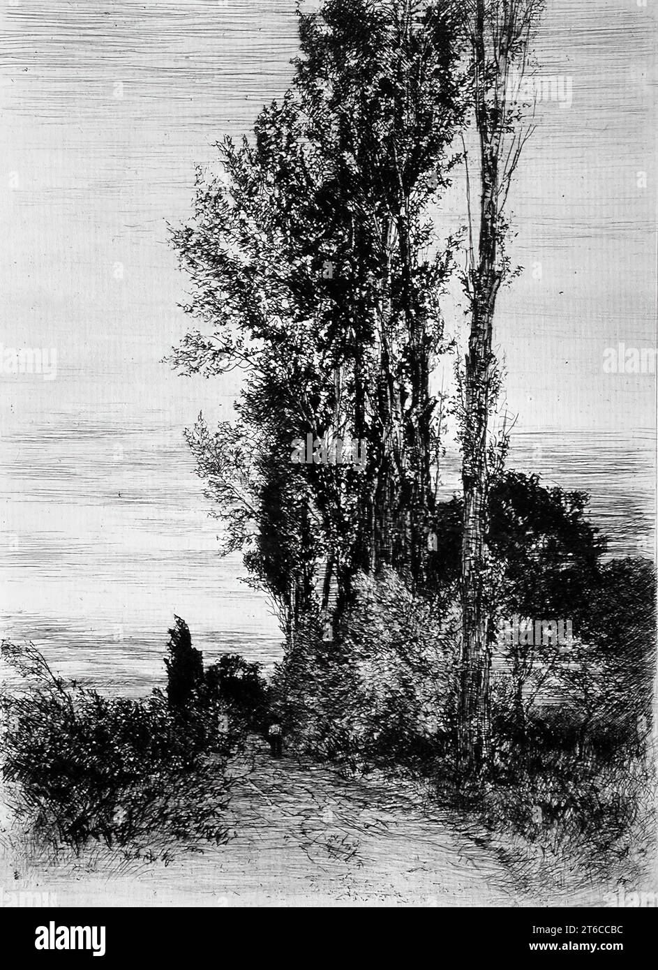 American poplars hi-res stock photography and images - Alamy