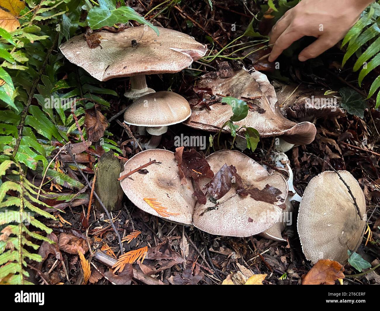 Seattle, USA. 11th Oct, 2023. Wild mushrooms of the PNW Stock Photo - Alamy