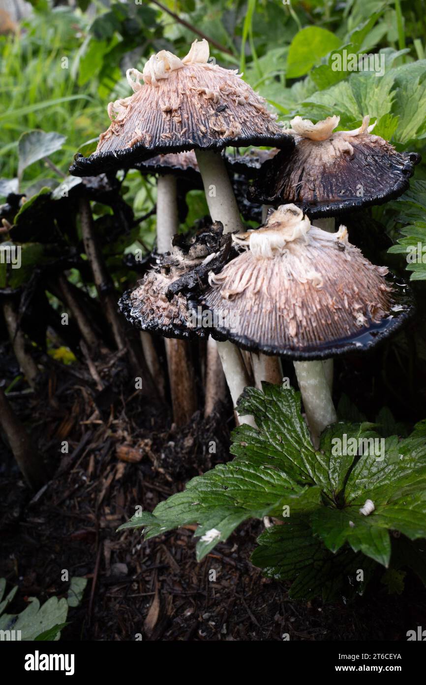 Seattle, USA. 16th Oct, 2023. Wild mushrooms of the PNW Stock Photo - Alamy
