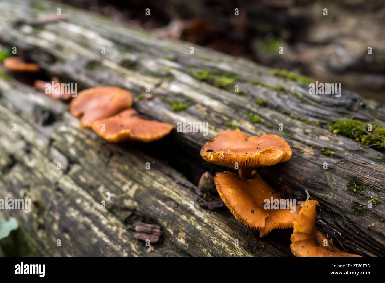 Seattle, USA. 17th Oct, 2023. Wild mushrooms of the PNW Stock Photo - Alamy