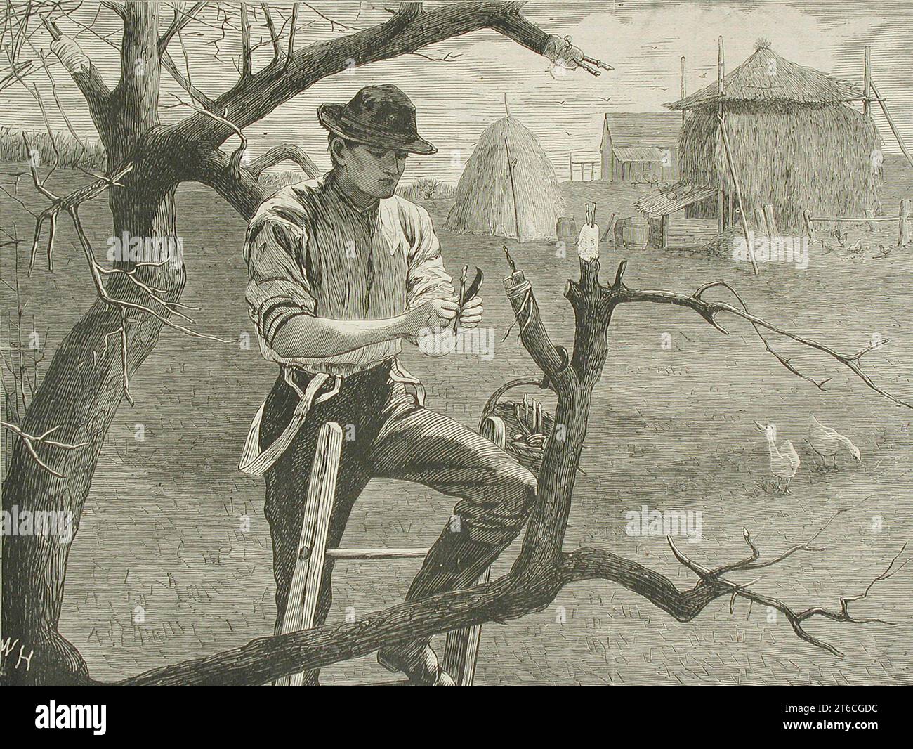 Spring Farm Work - Grafting, 1870. Periodical: Harper's Weekly, 30 ...