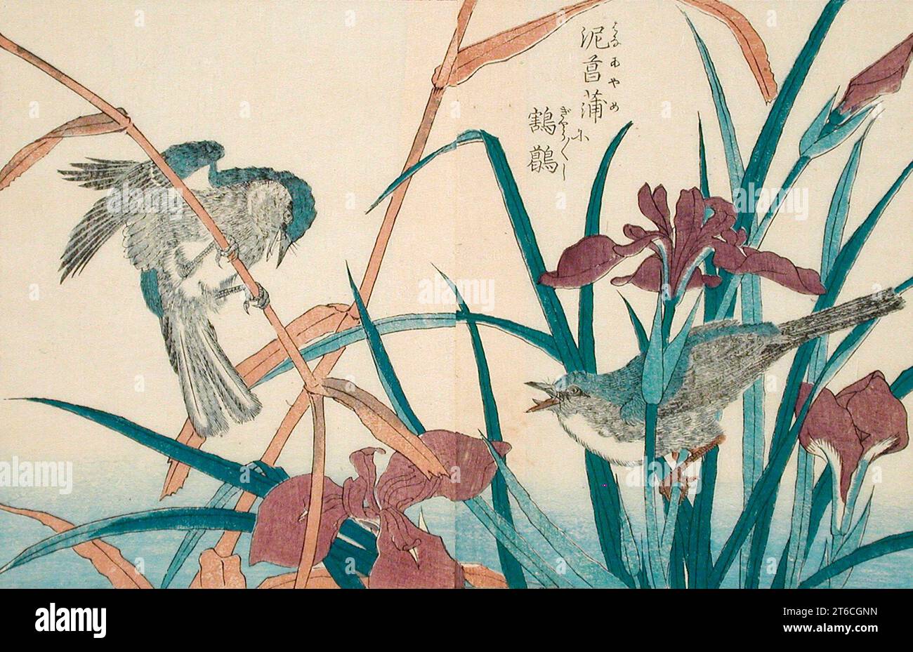 Birds and Iris, 18th-19th century. Attributed to Kitao Shigemasa Stock ...