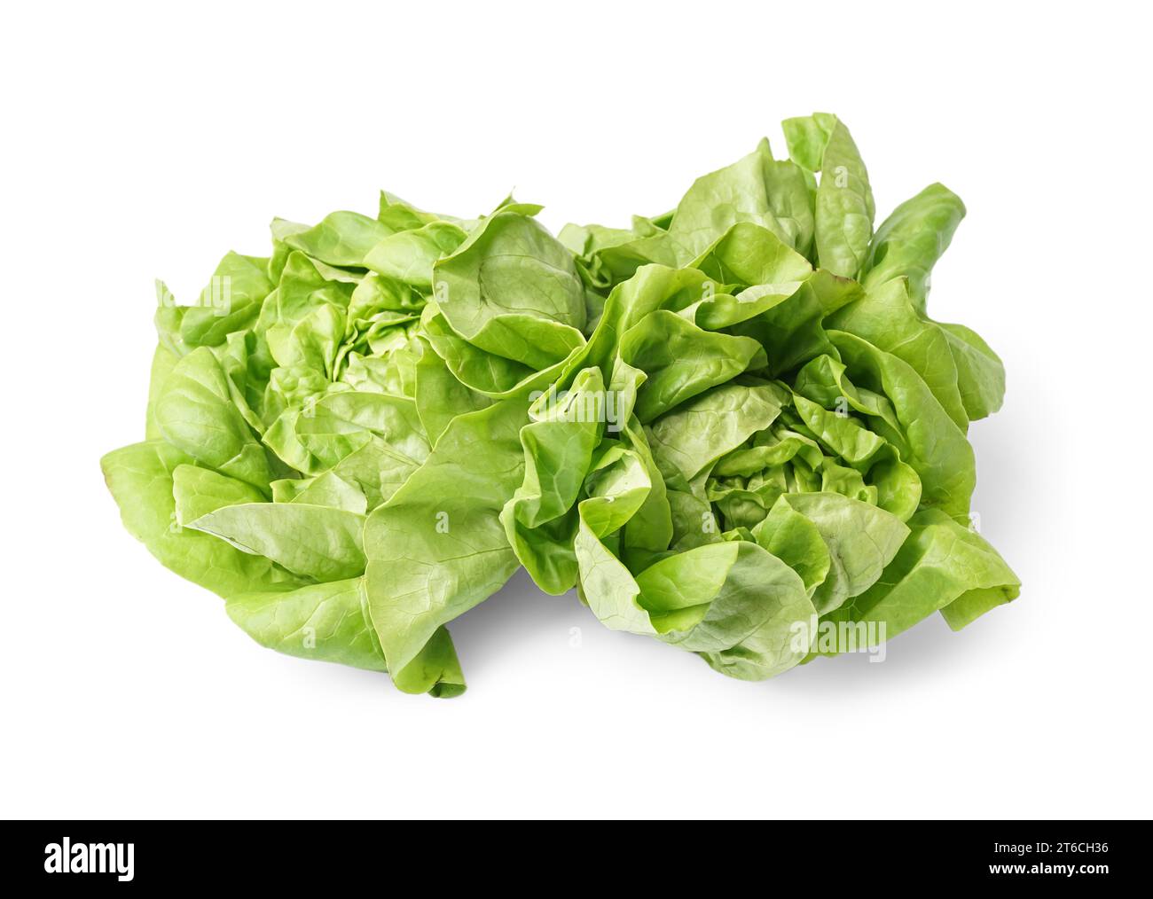 Fresh Boston lettuce on white background Stock Photo - Alamy