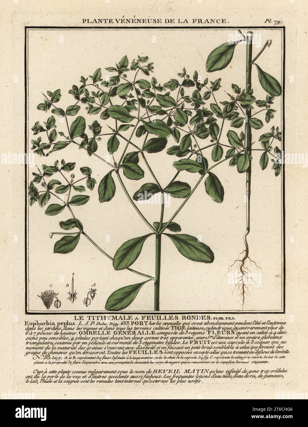 Radium weed hi-res stock photography and images - Alamy