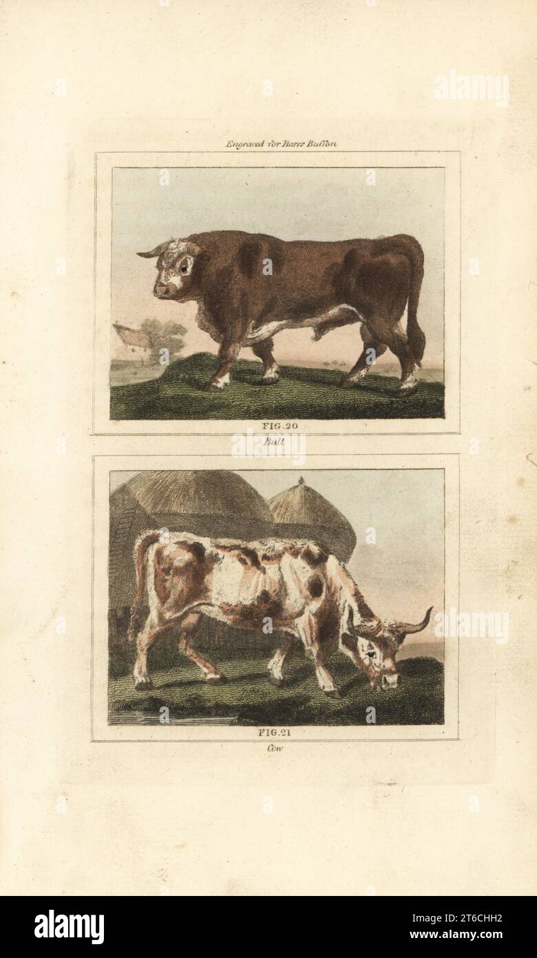 Cattle, bull in field 20 and cow in front of hay bales 21, Bos taurus ...